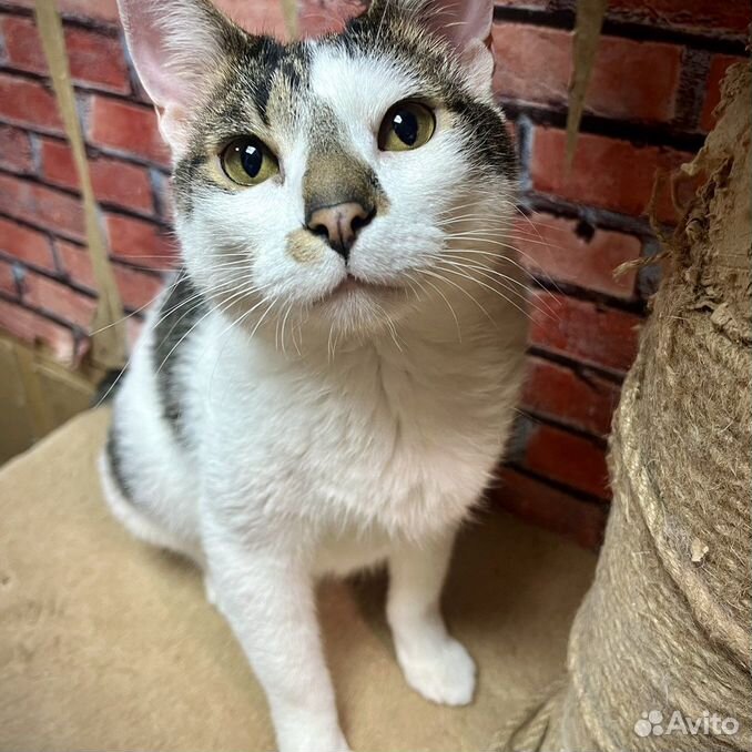 Великолепный кот Рубен 2 года