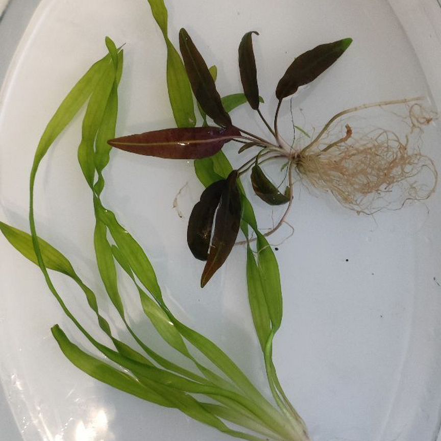 Аквариумные растения