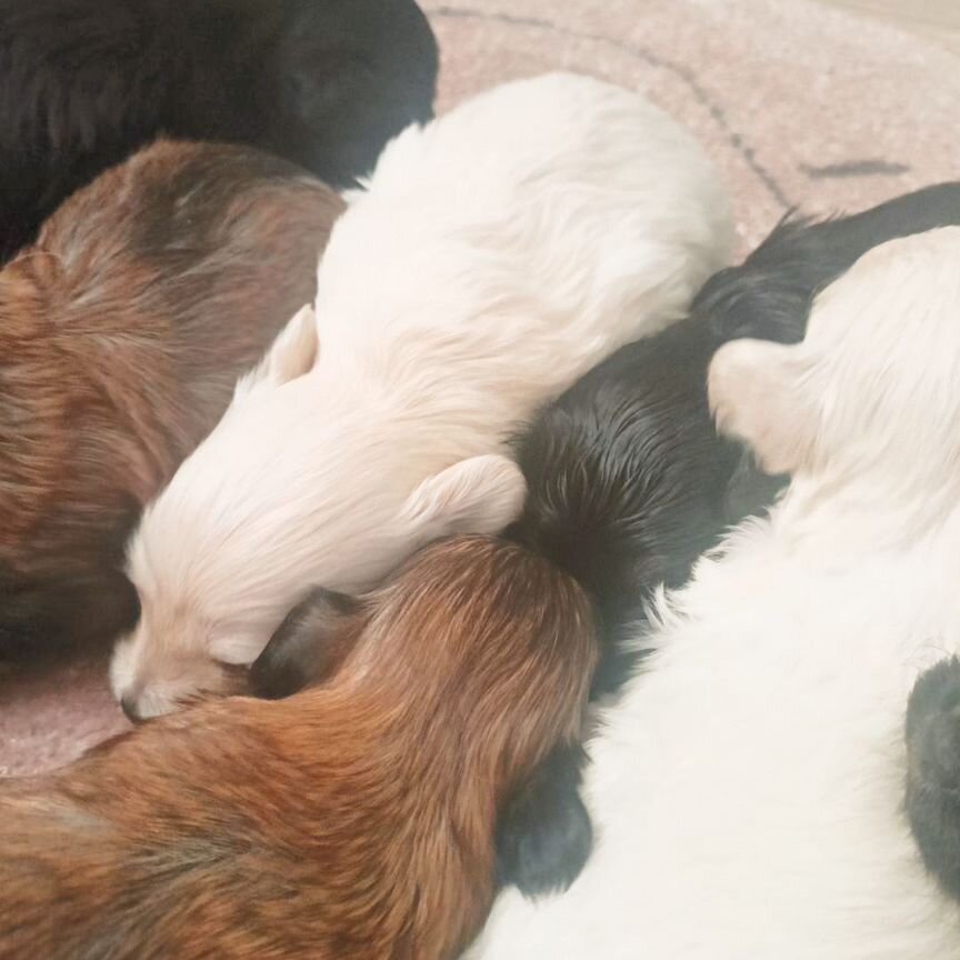 Щенки мальтипу f1 мини