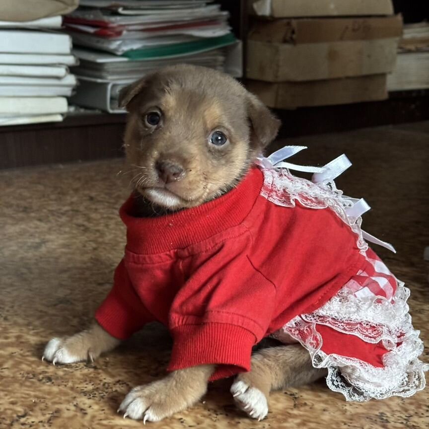 Малышка щенок девочка в добрые руки