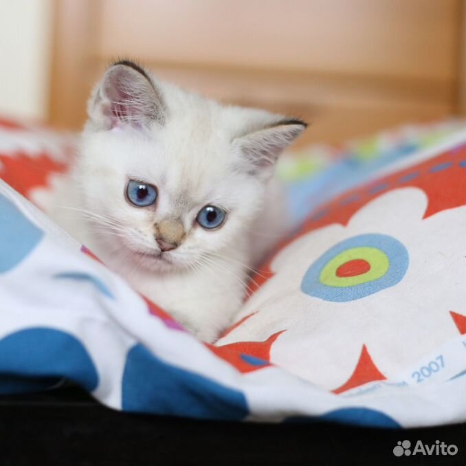 Британский котик синеглазая шиншилла
