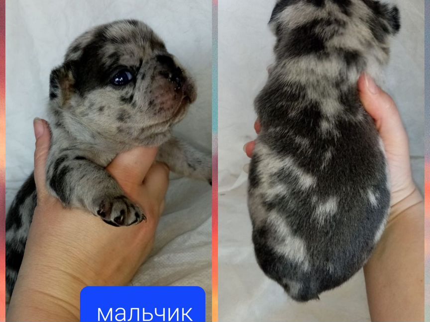 Французский бульдог щенки голубой