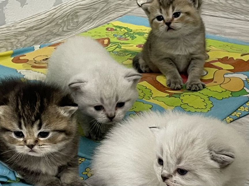 Шотландские котята