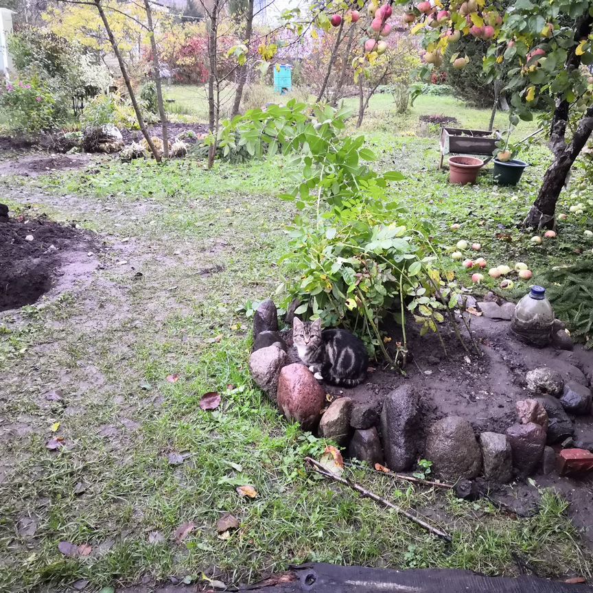 Кошачелла полосатик