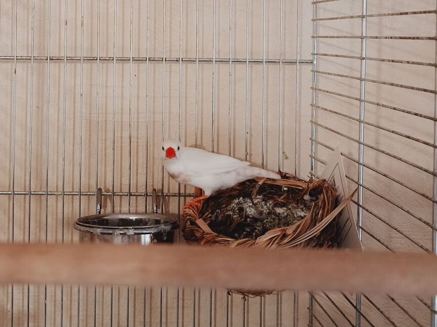 Зебровые амадины