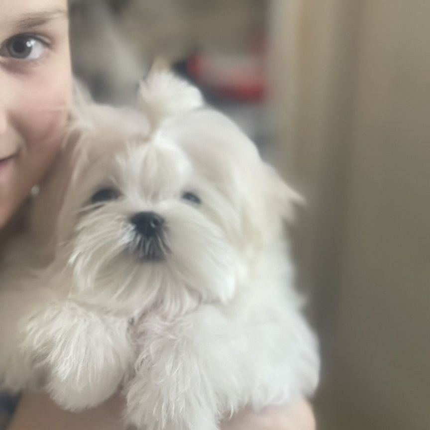 Мальтийская болонка, щенок