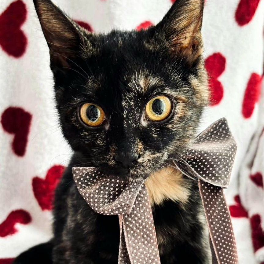 Котёнок девочка в добрые руки