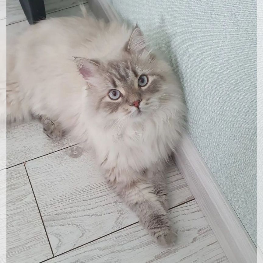 Сибирский, взрослый кот