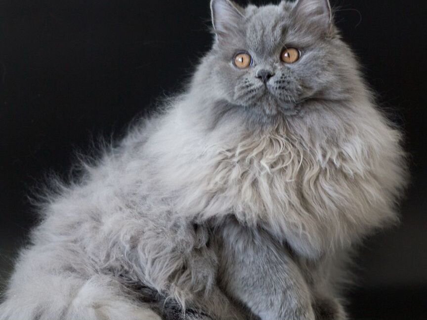 Британский котик 6 мес