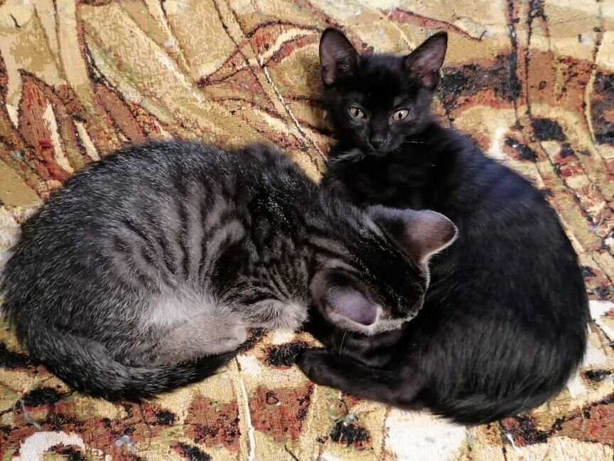 Котята мальчики в добрые руки