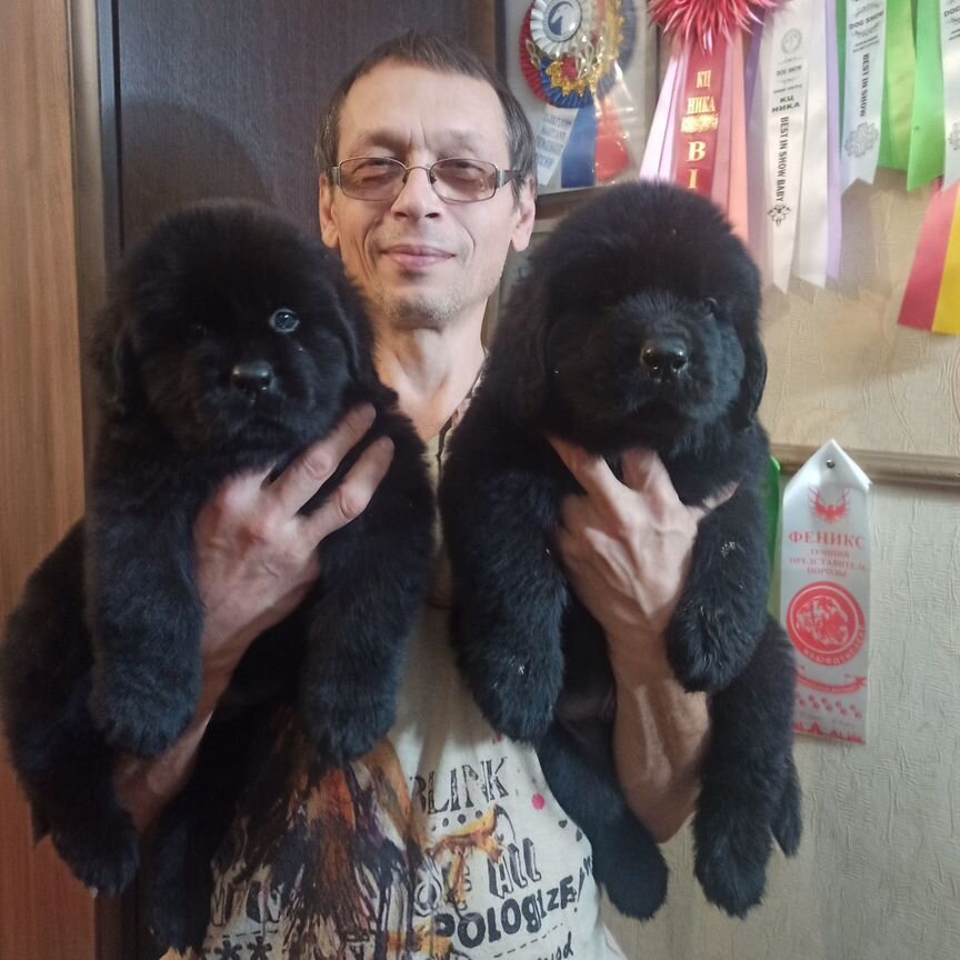 Щенки ньюфаундленда