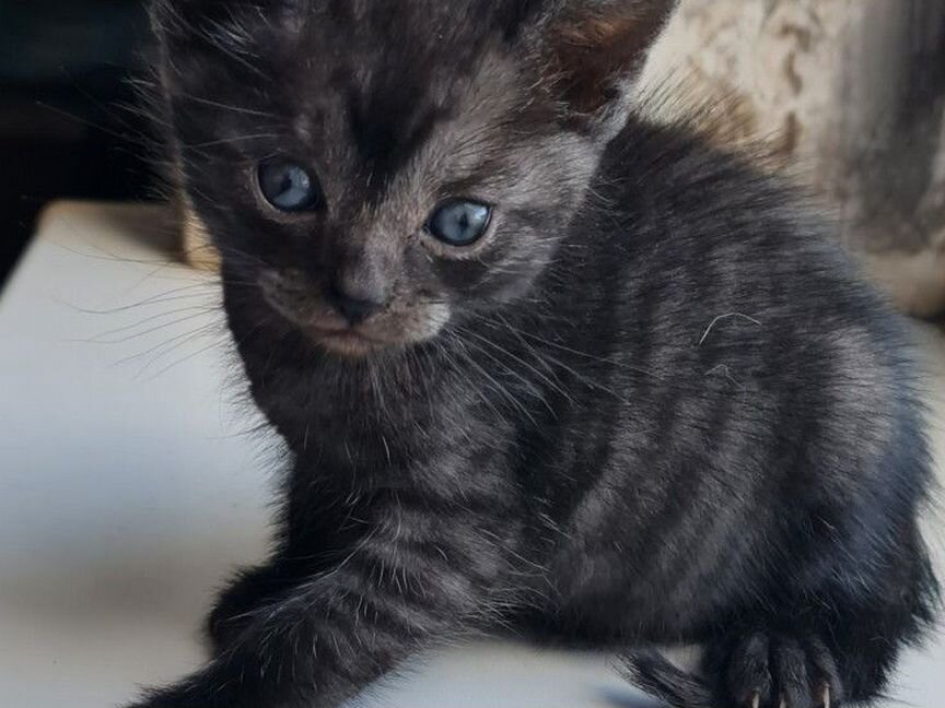 Котёнок мальчик 1 месяц и одна неделя