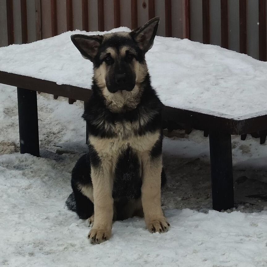 Восточноевропейская овчарка, щенок
