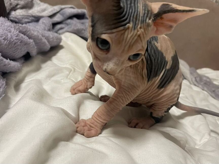 Канадский сфинкс котятки