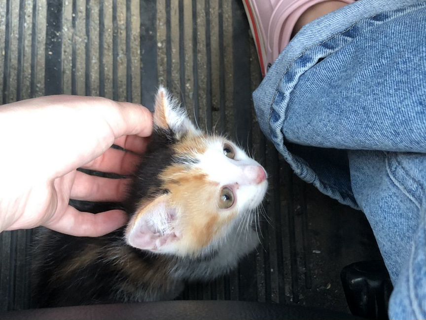 Котёнок в добрые руки