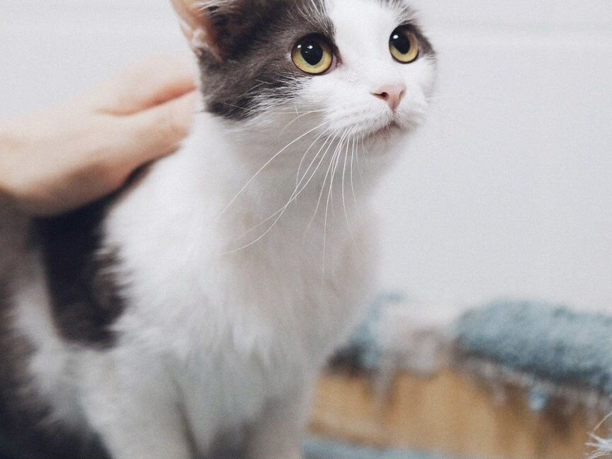 Кошка в добрые руки