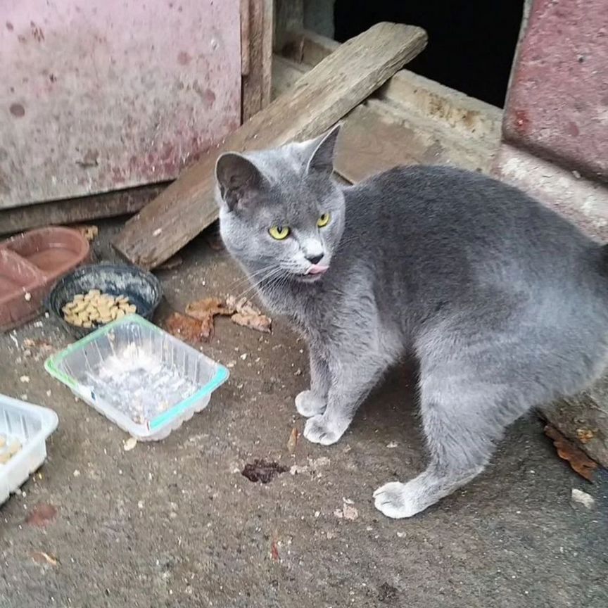 Котик потеряшка