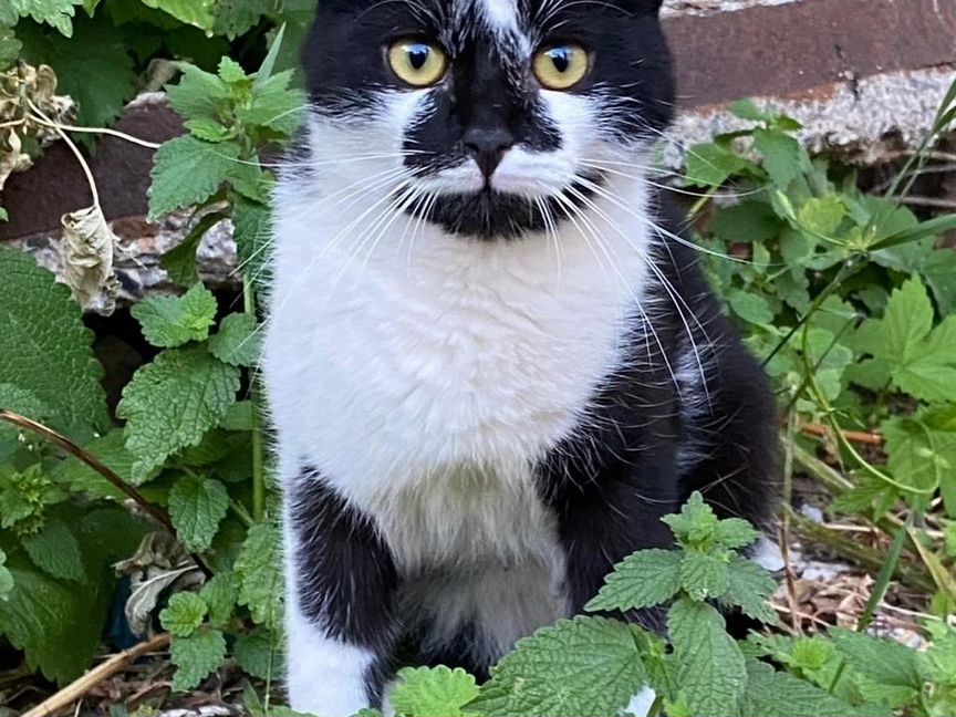 Кошка-красавица нужен дом