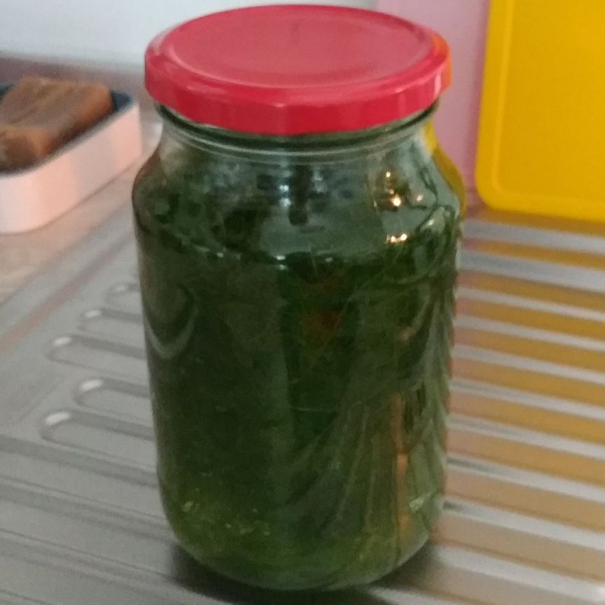 Водоросли Роголистник для аквариума