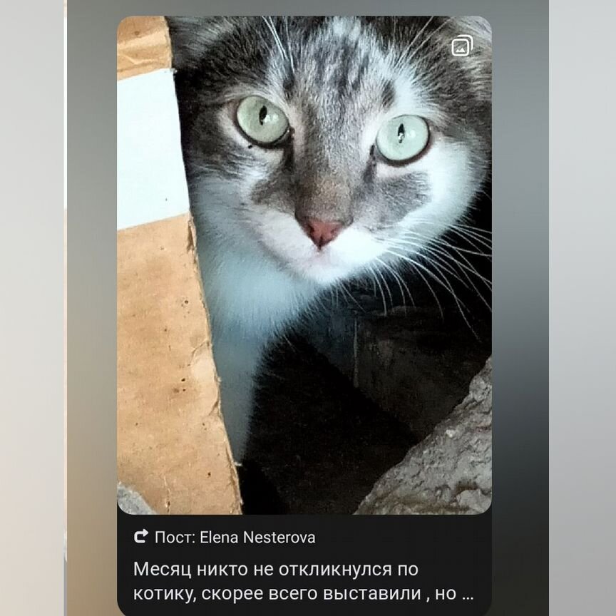 Кот
