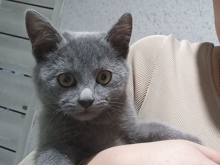 Котёнок