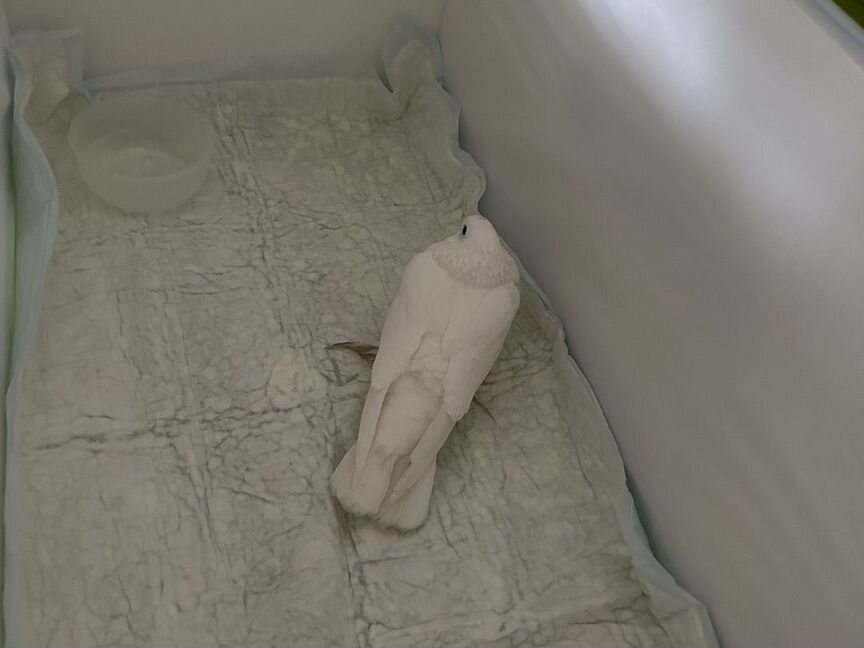 Найден белый голубь