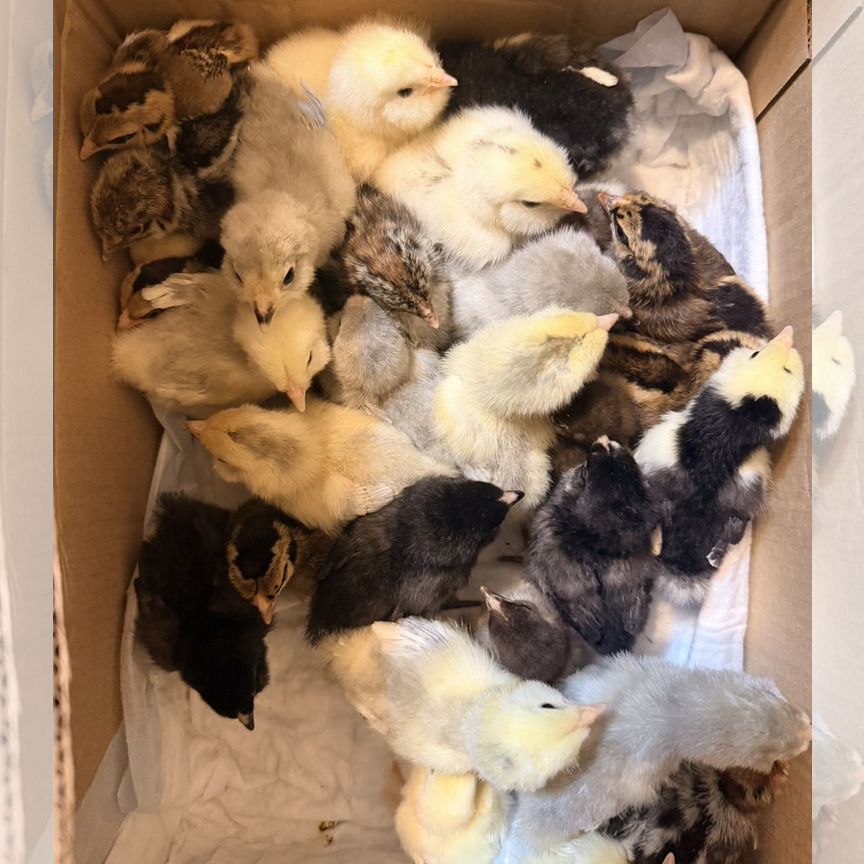 Цыплята породных кур