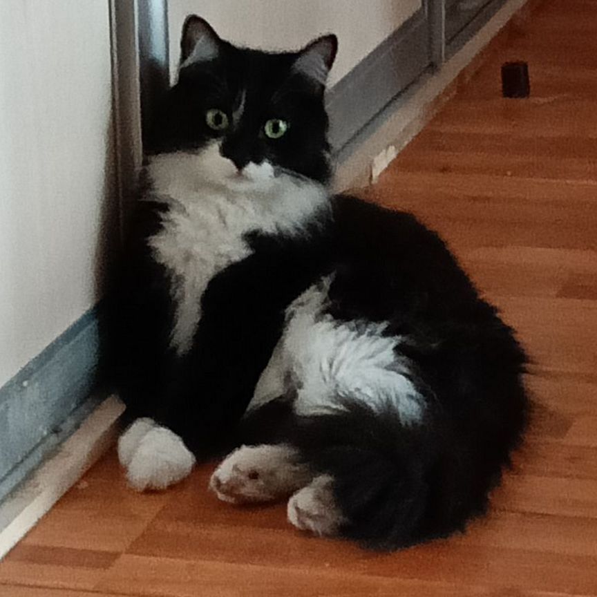 Взрослый кот в добрые руки