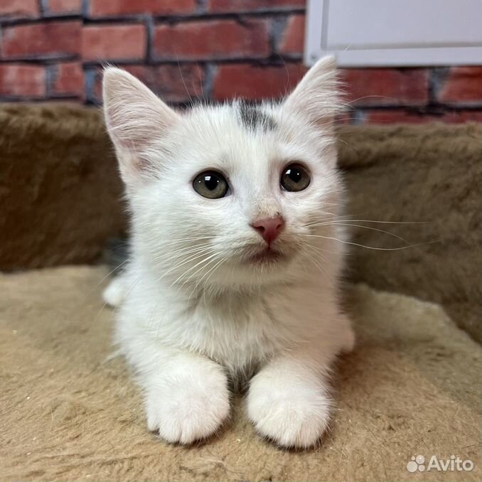 Котенок девочка Стеша 2,5 мес ищет дом