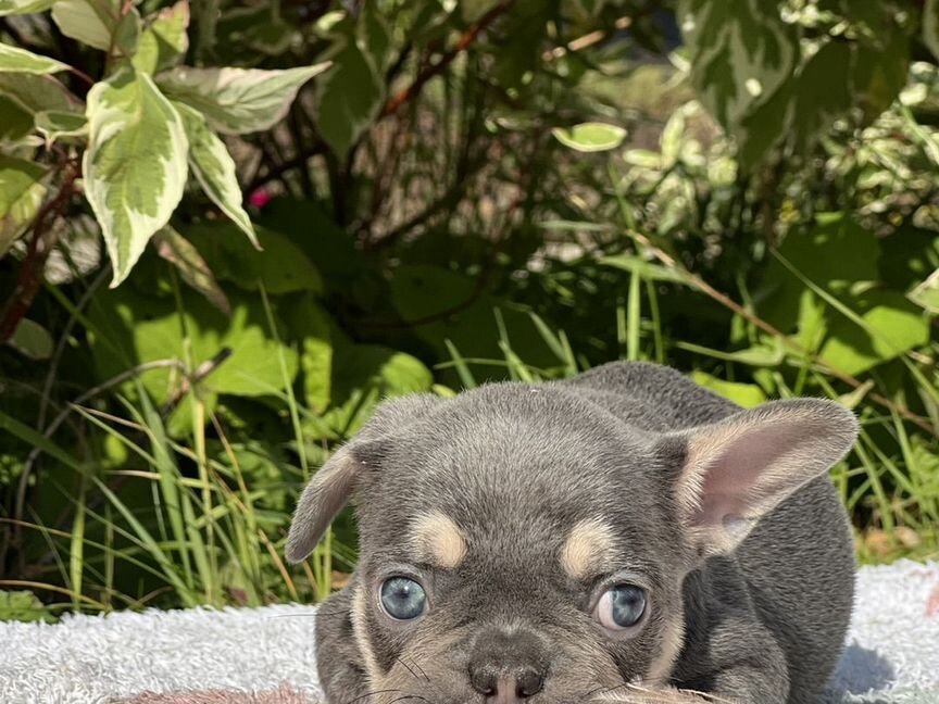 Французкий бульдог лиловый