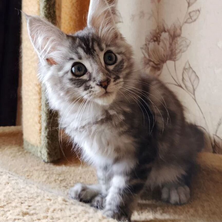 Мейн-кун котёнок