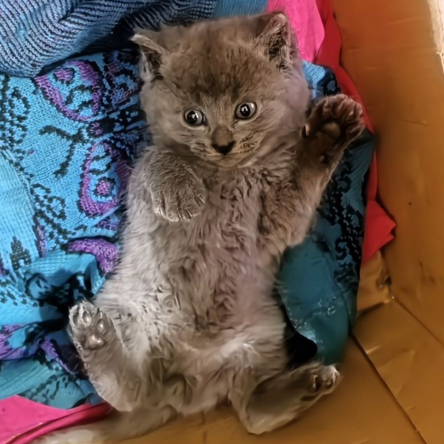 Котёнок в добрые руки