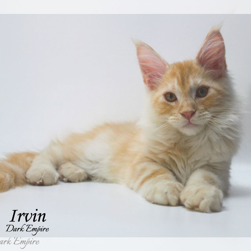 Мейн-кун котёнок