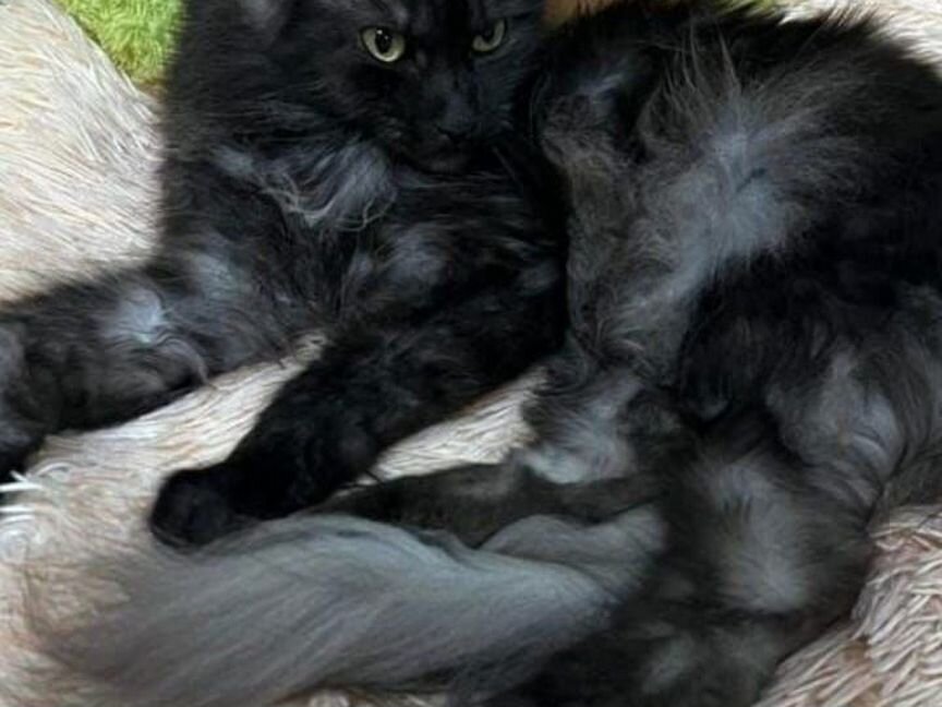 Котенок мейн кун 11 мес кошка