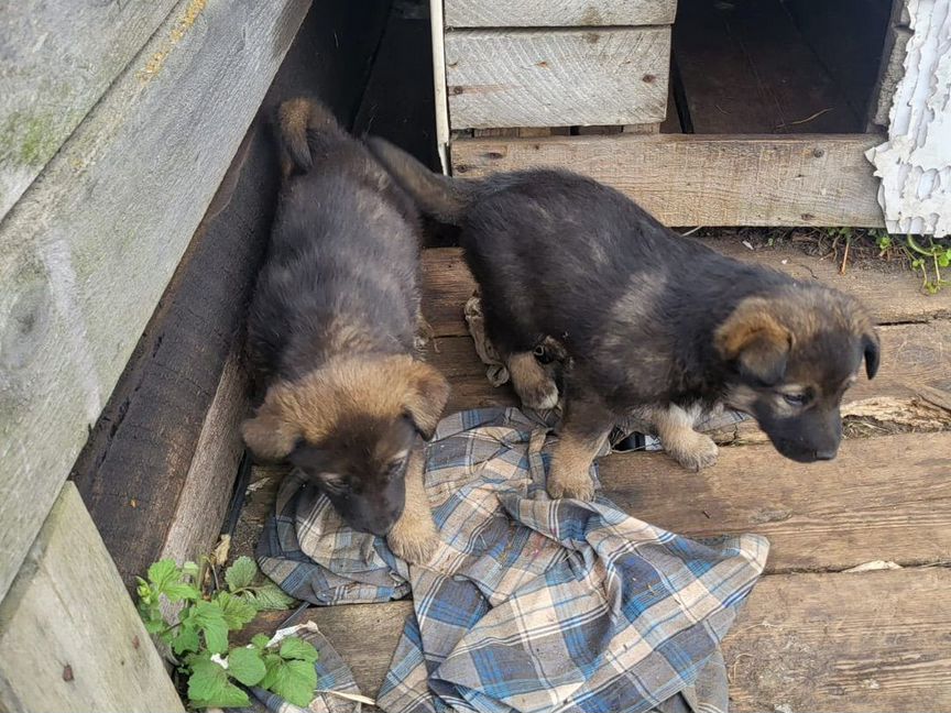 Щенок в добрые руки бесплатно