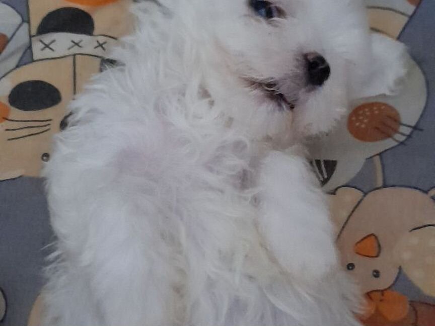 Щенки мальтезе мини