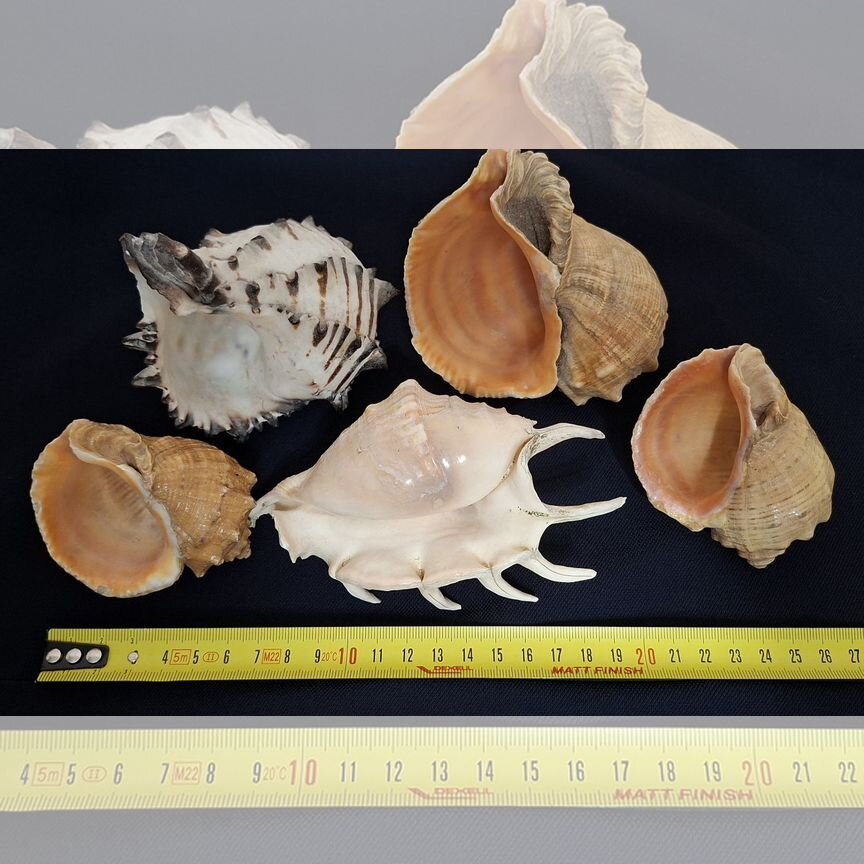 Ракушки,грунт для аквариума