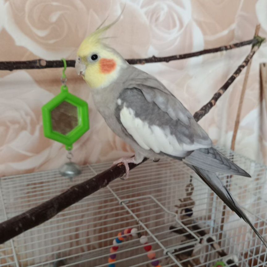 Попугай корелла с клеткой