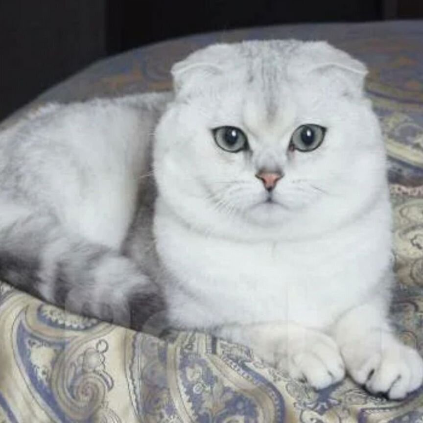 Шотландский вислоухий кот