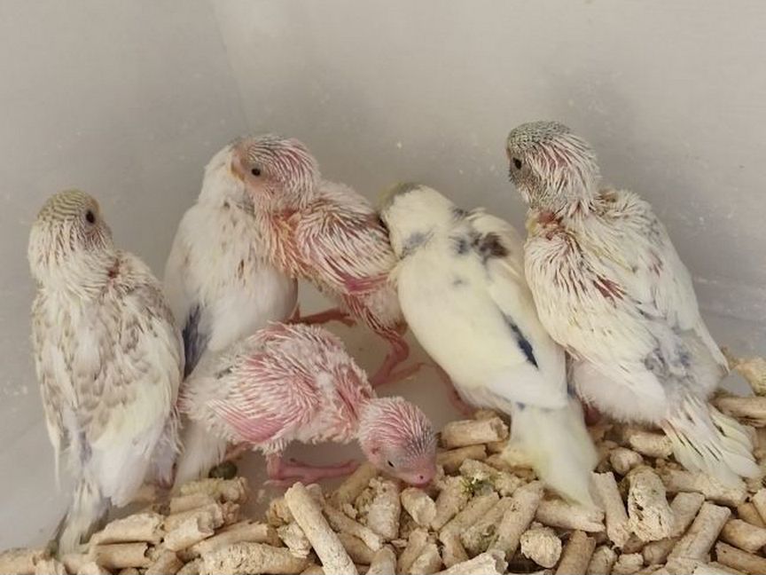 Попугай Волнистый птенчики ручные