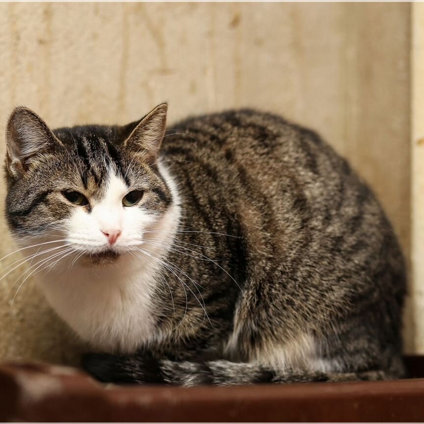 Взрослая, кошка в добрые руки