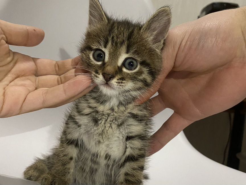 Котята в добрые руки мейн кун