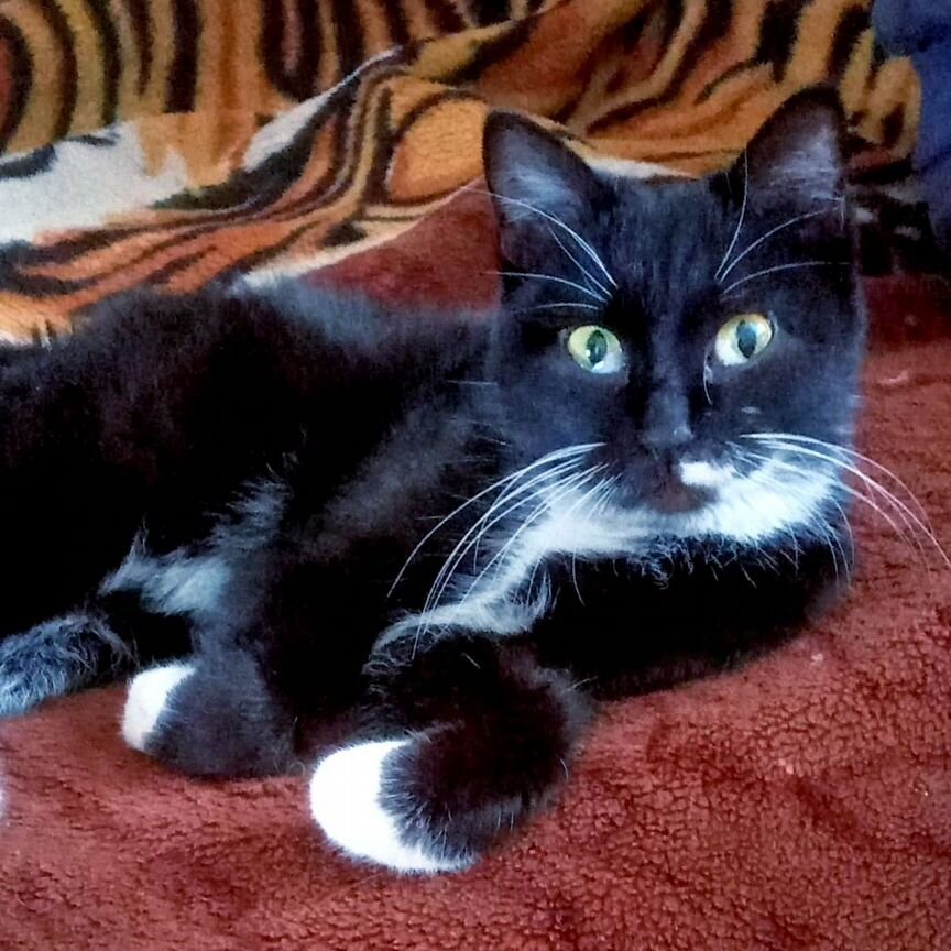 Отдам молодую кошечку. Стрерильна