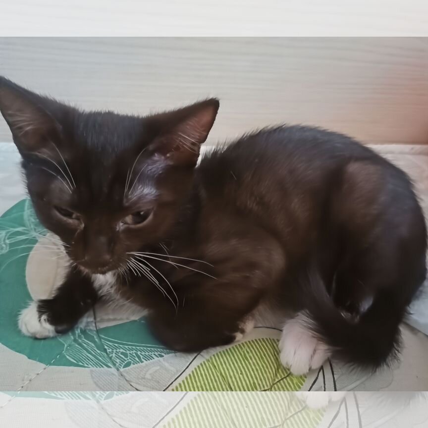 Сибирский котёнок