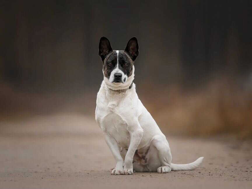 Маленькая Манго