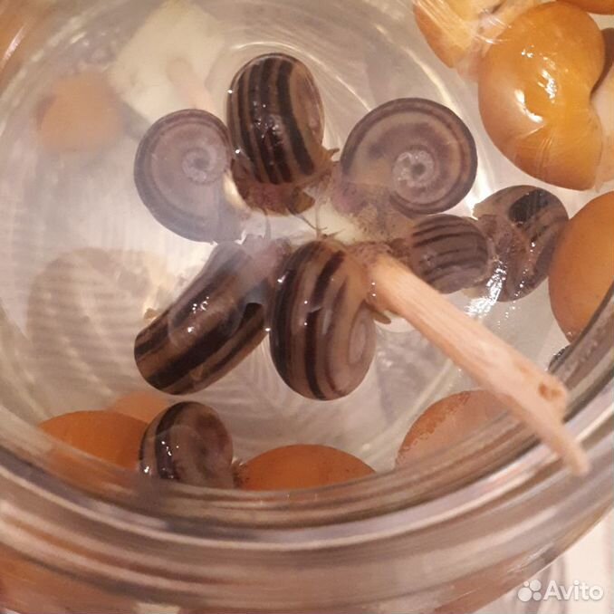 Улитки Мариза и Ампулярии желтые (обмен)