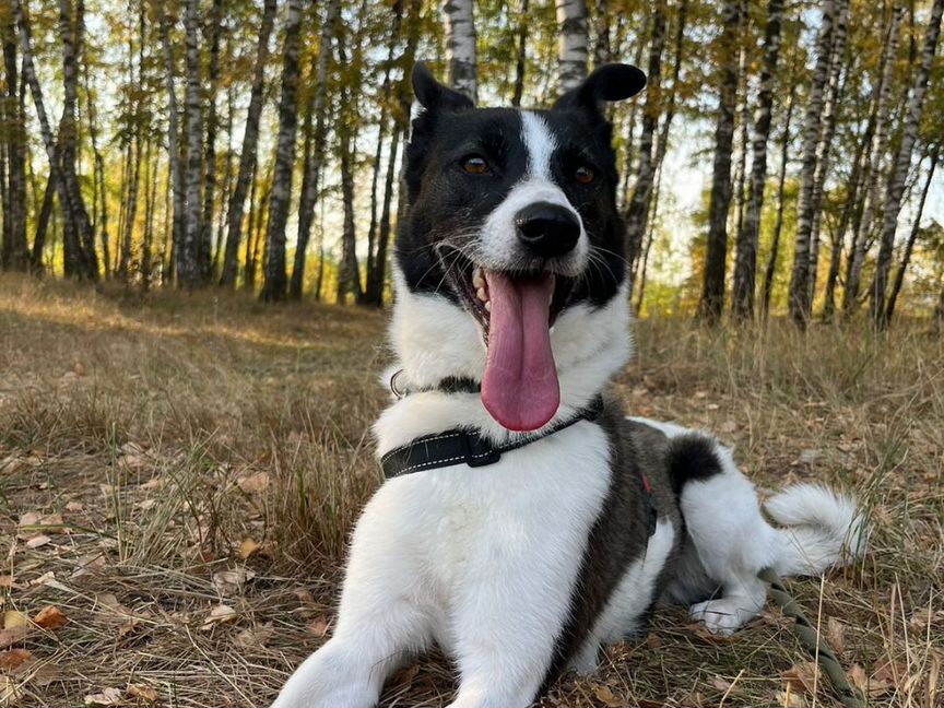 Маленькая собака в добрые руки