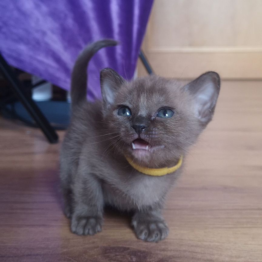 Бурманские котята соболь