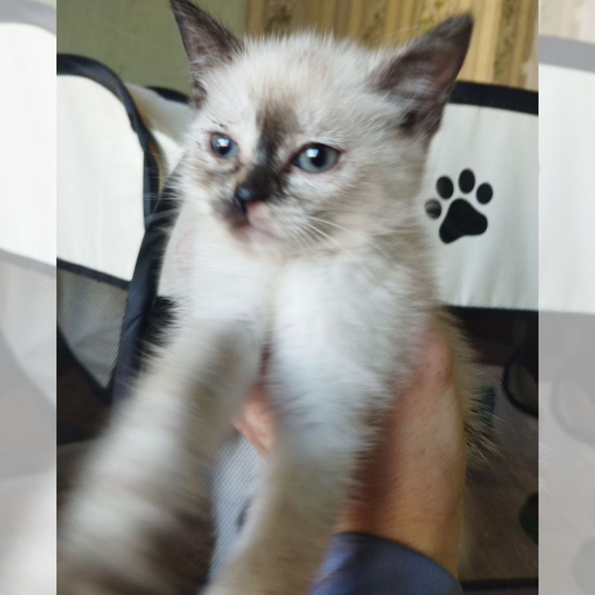 Котята