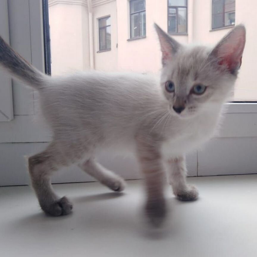 Отдам котят в добрые руки спб